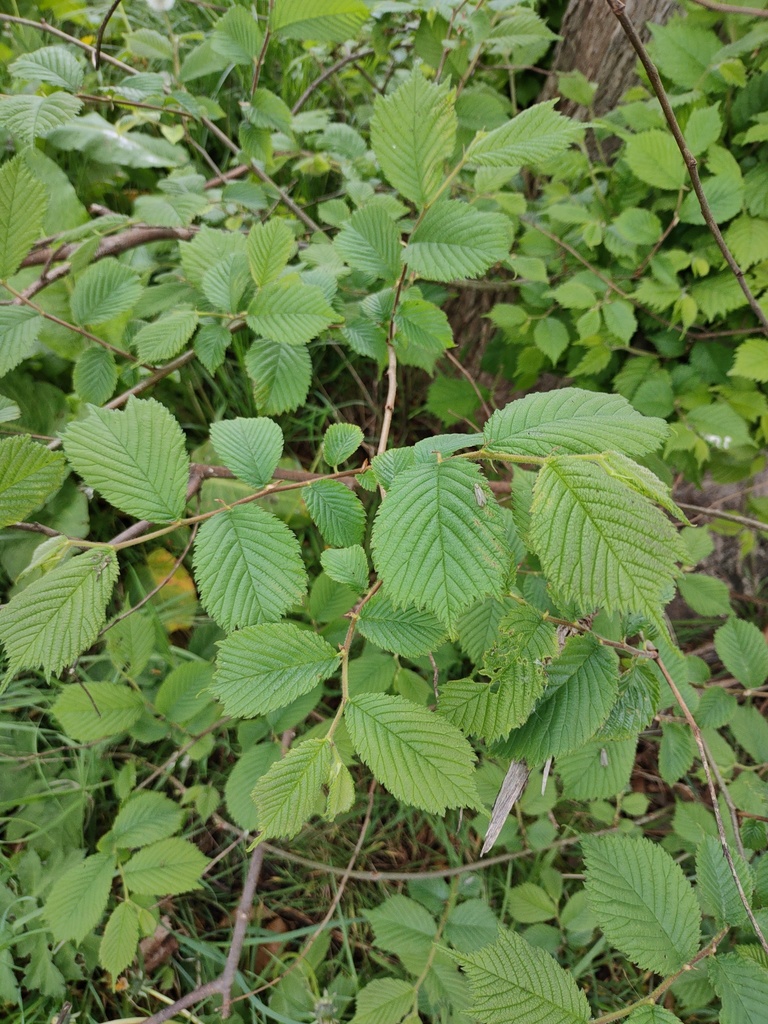 Wych Elm from Liverpool, UK on May 2, 2022 at 10:20 AM by Ben Deed ...