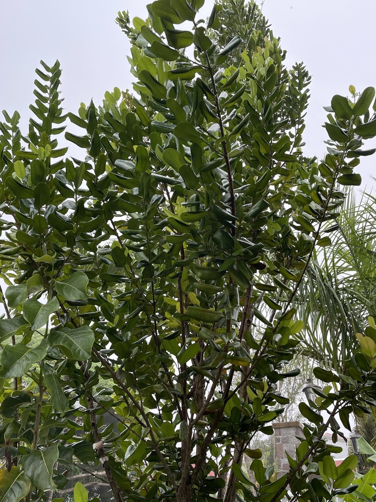 Bay Rum Tree from Saba, Saba, BQ on May 3, 2022 at 09:01 AM by ...