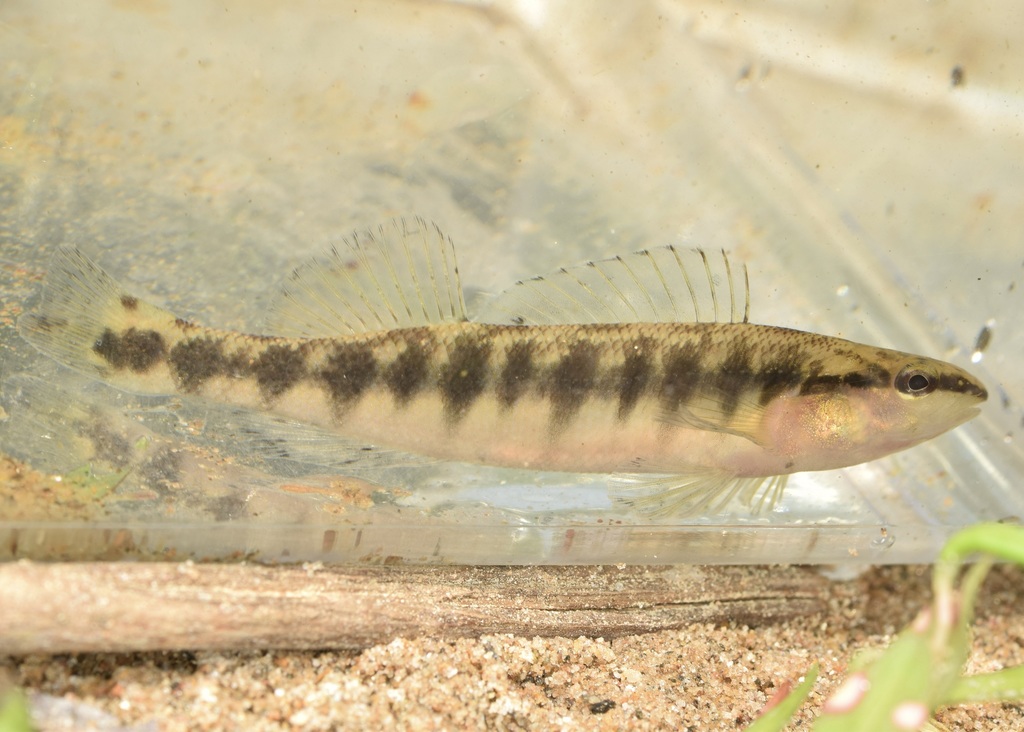 Blackbanded Darter (Percina nigrofasciata) - Marine Life Identification