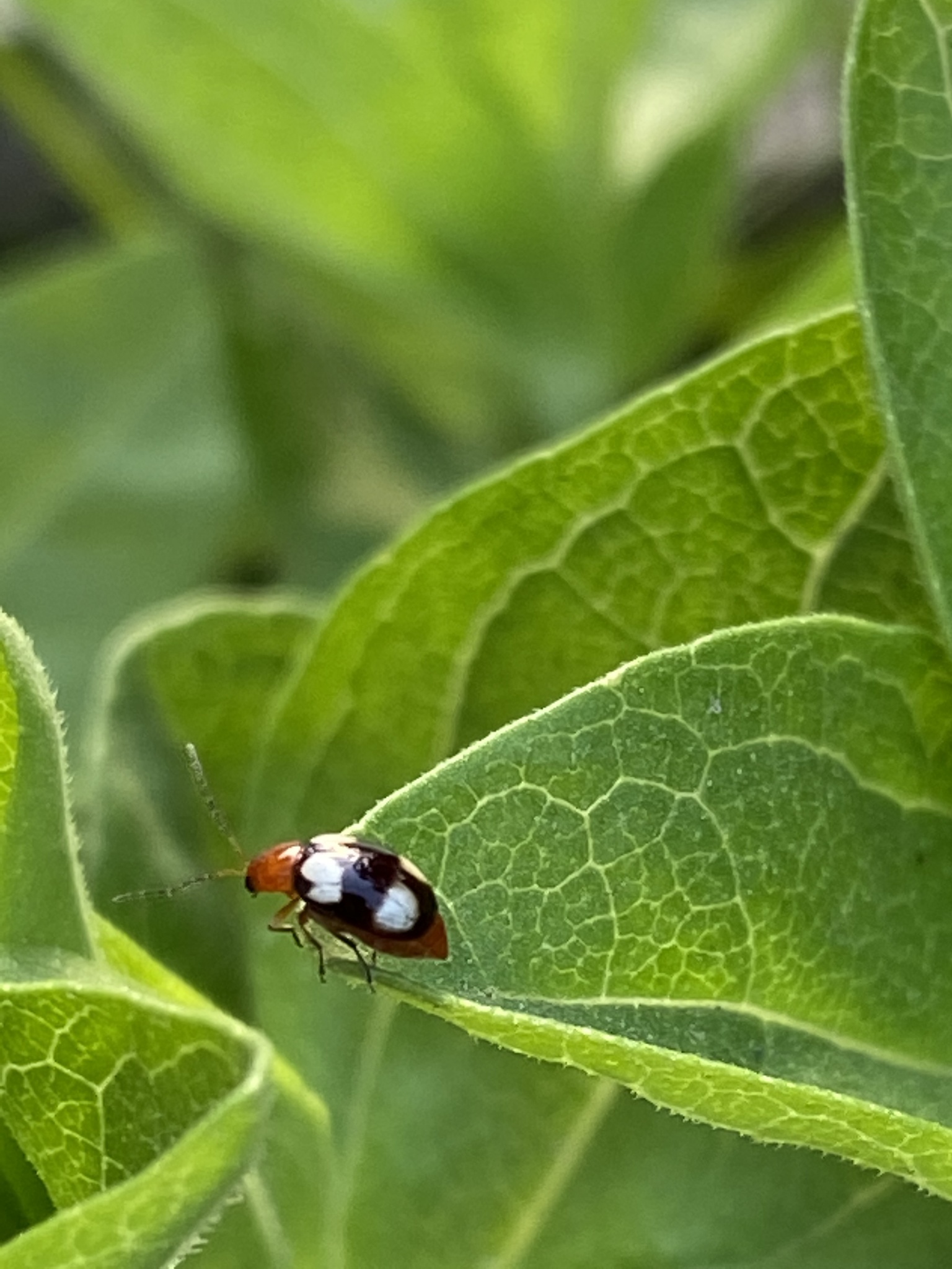 Monolepta signata (Olivier, 1808)