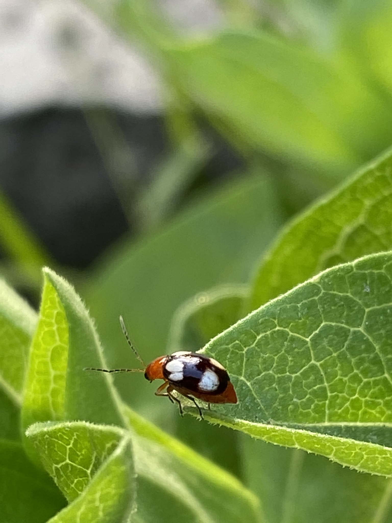 Monolepta signata (Olivier, 1808)