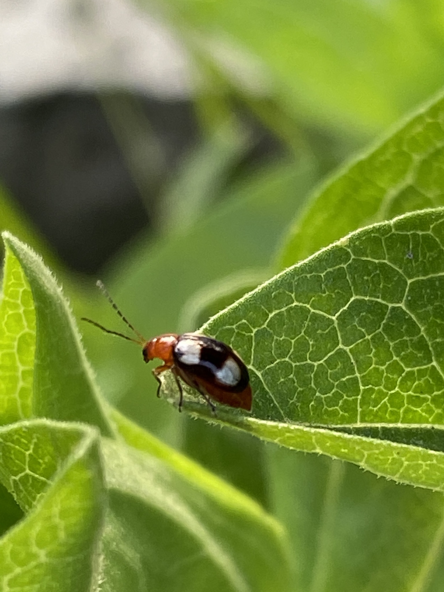 Monolepta signata (Olivier, 1808)