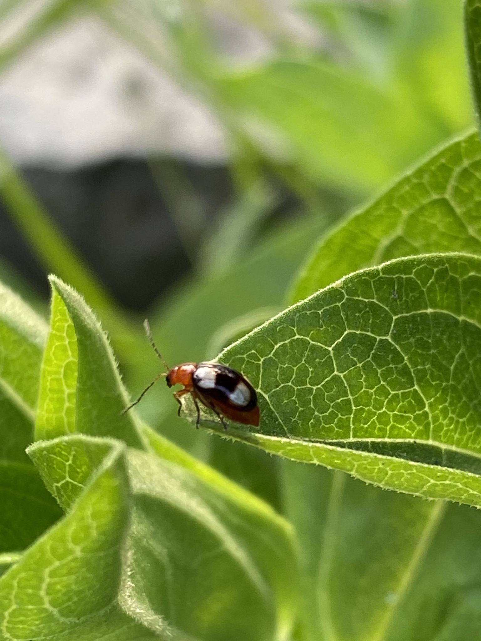 Monolepta signata (Olivier, 1808)