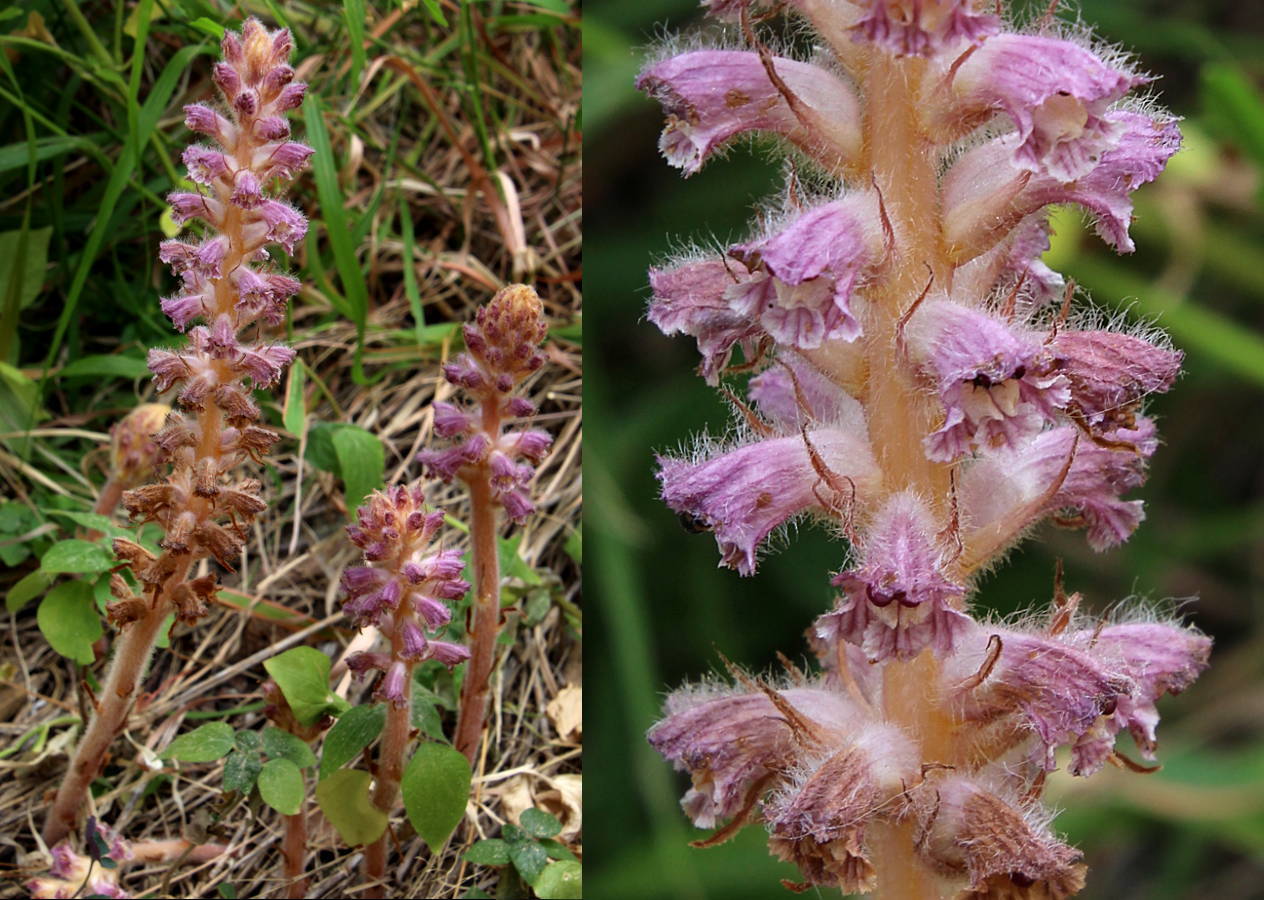Orobanche pubescens d'Urv.