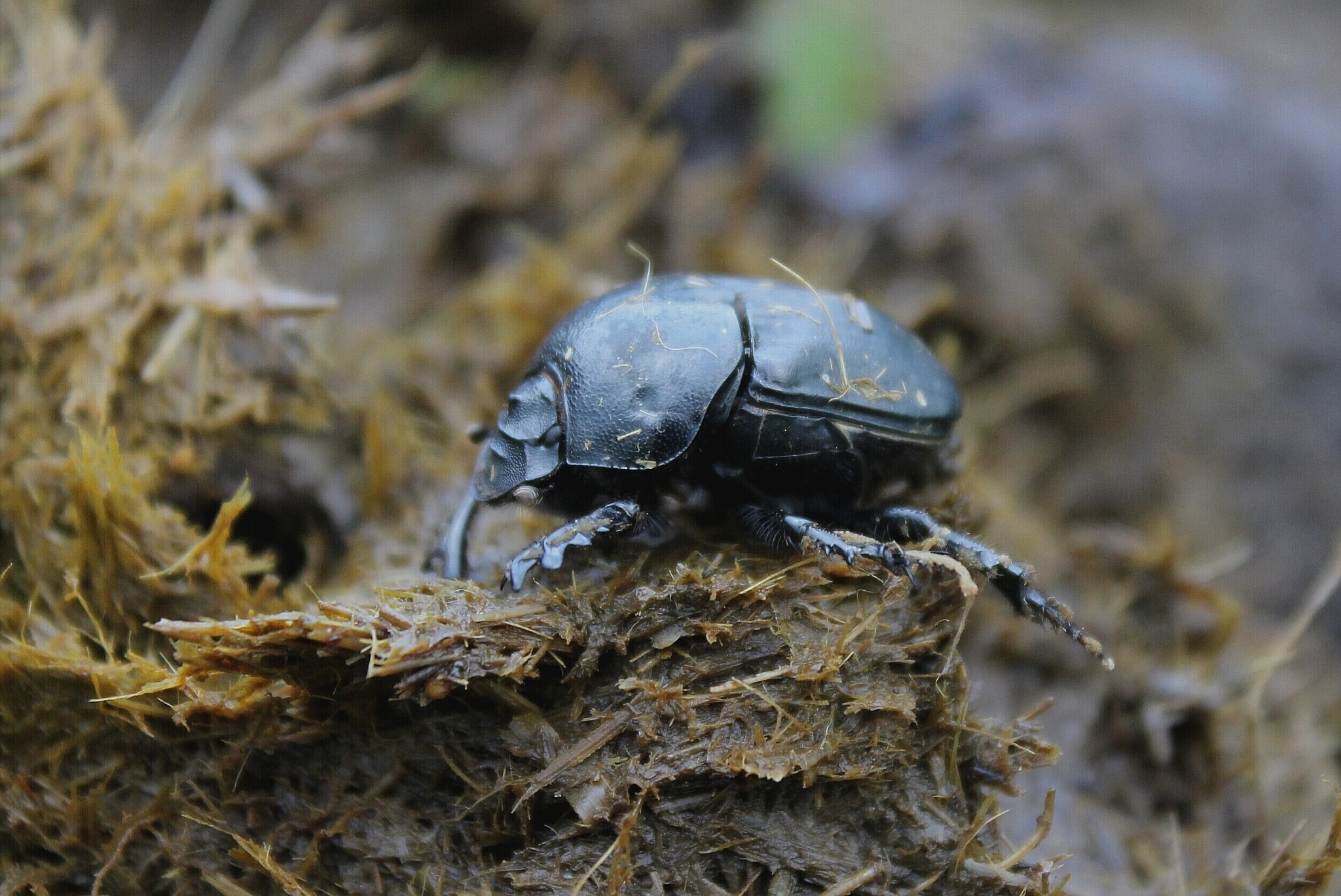 Onitis belial Fabricius, 1798
