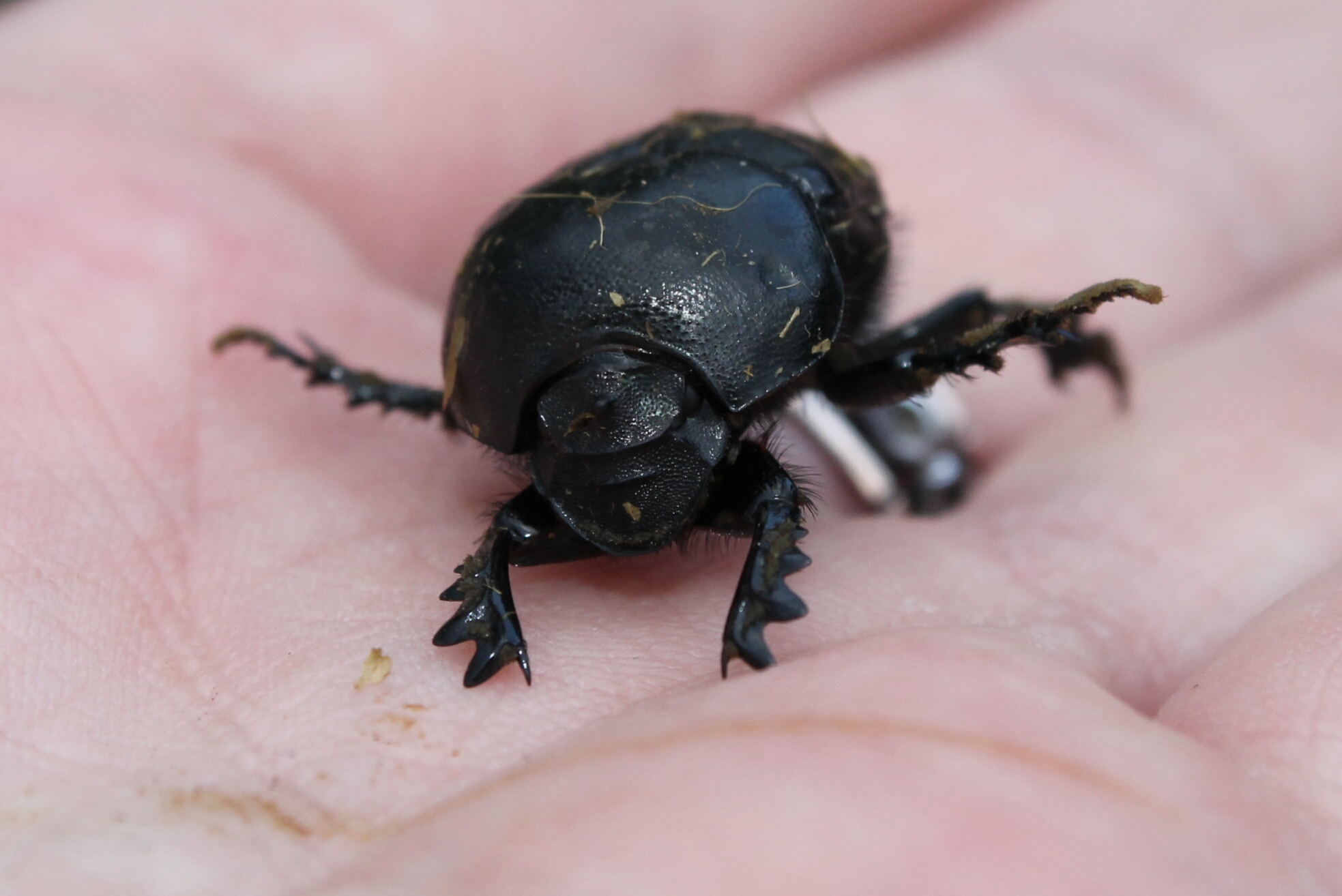 Onitis belial Fabricius, 1798