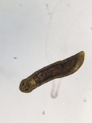 Family Dinophilidae · iNaturalist