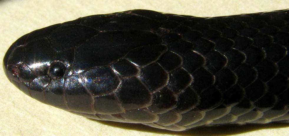 Amblyodipsas concolor (Smith, 1849)