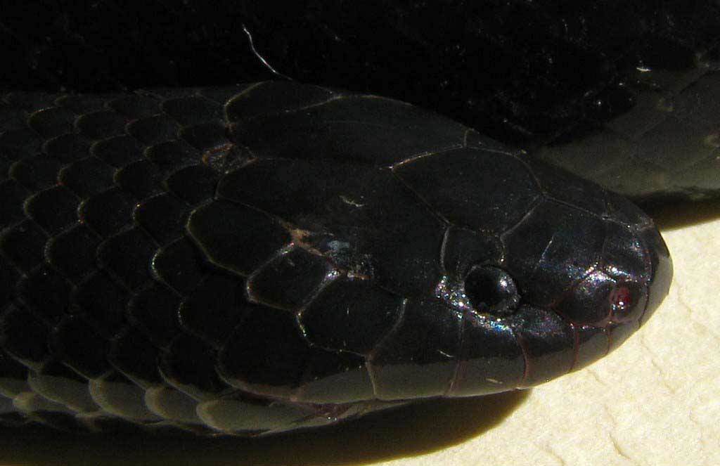 Amblyodipsas concolor (Smith, 1849)