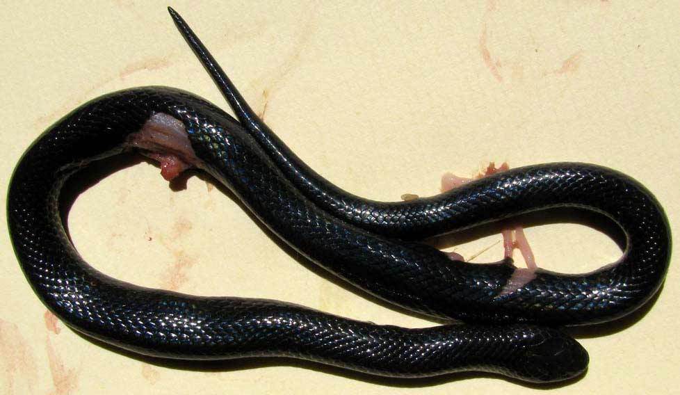 Amblyodipsas concolor (Smith, 1849)