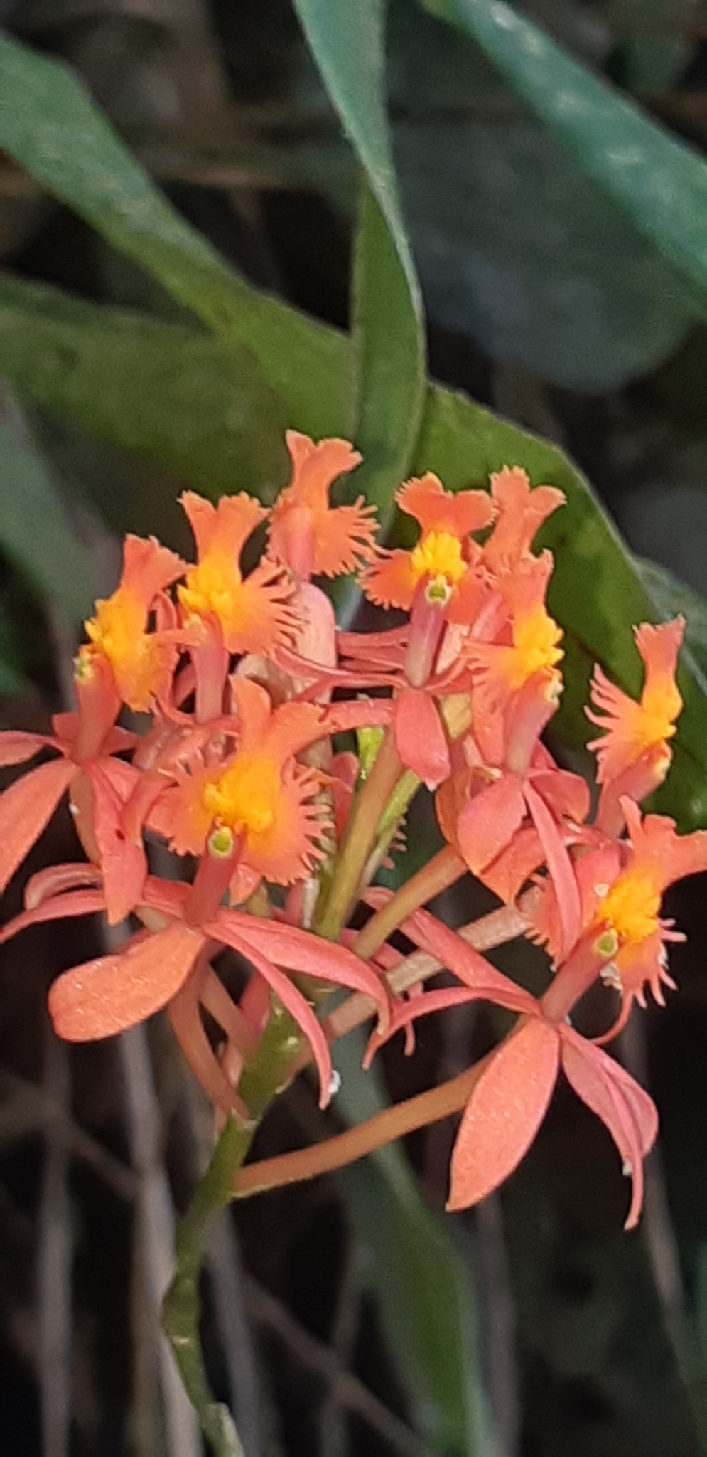 Epidendrum cochlidium Lindl.