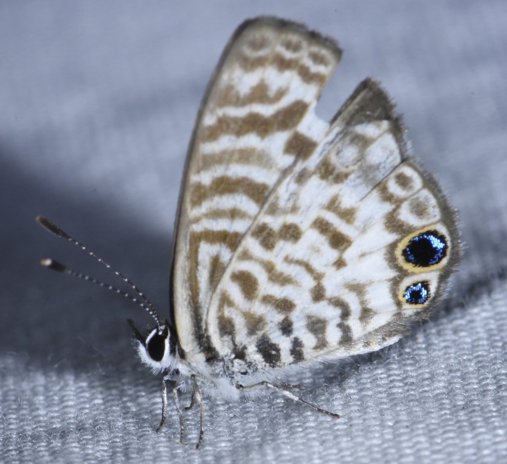 Cassius Blue from Monroe County, FL, USA on April 29, 2022 at 04:06 AM ...