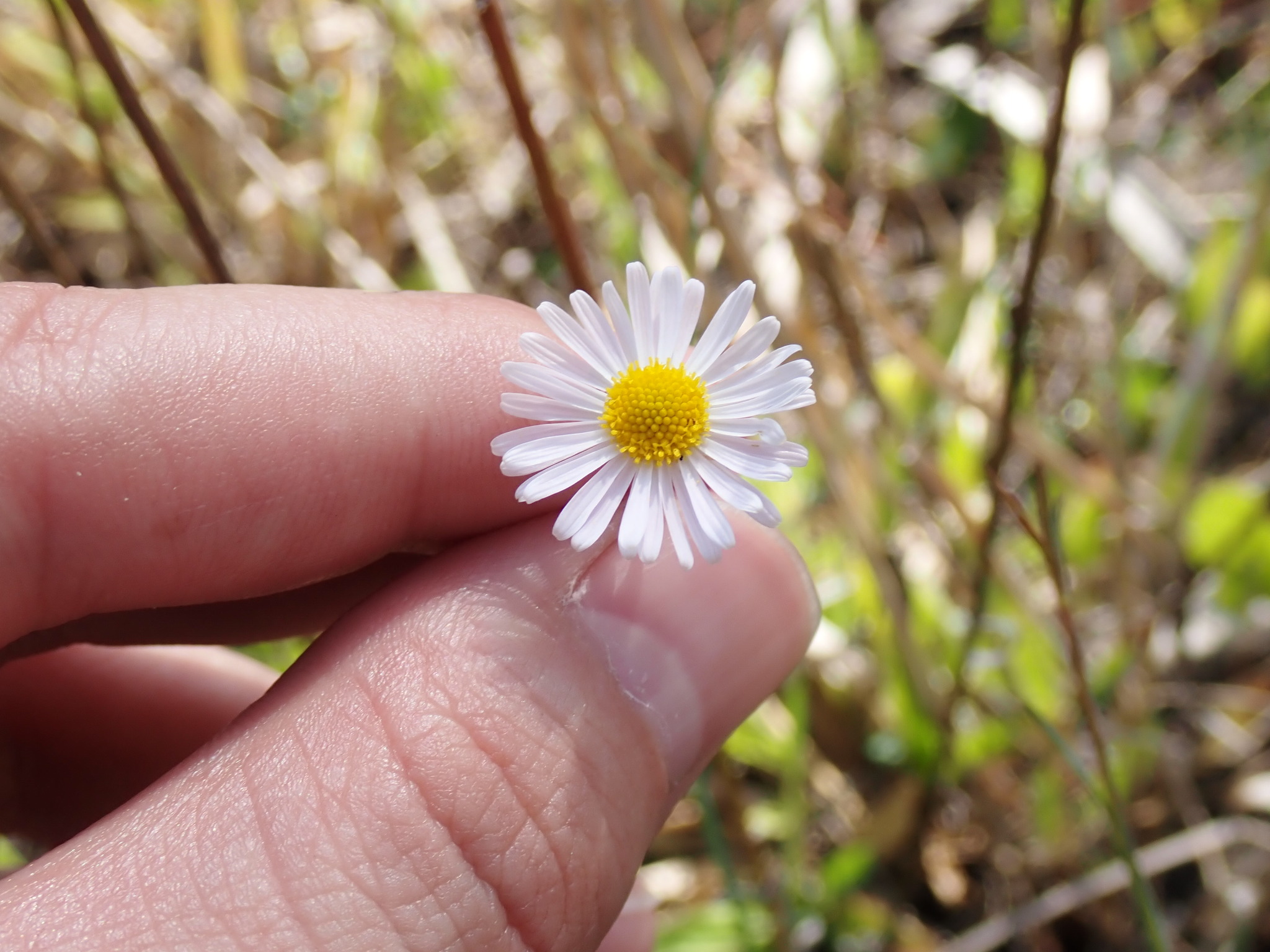 Boltonia diffusa Elliott