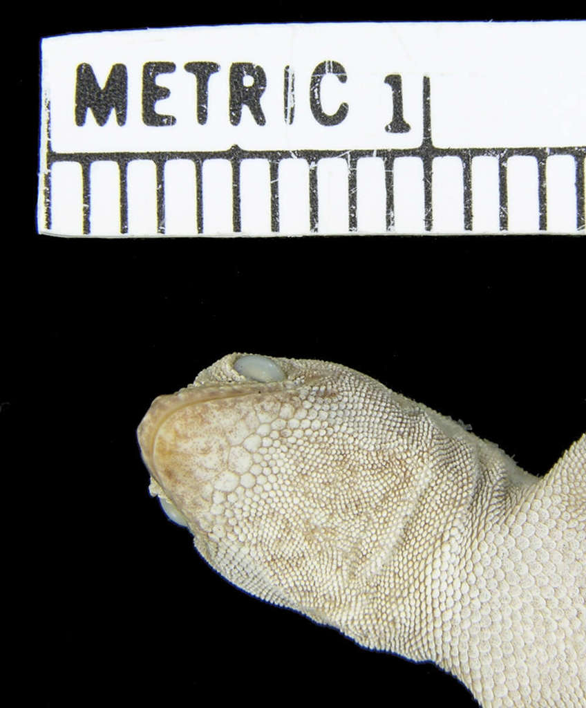 Yellow-headed Gecko (Herps of Oriental Cuba) · iNaturalist