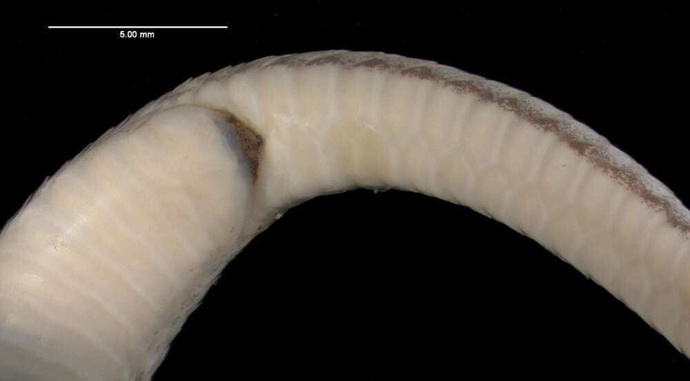 Culebra de cabeza negra (Biodiversidad del Valle de Aburrá ) · iNaturalist