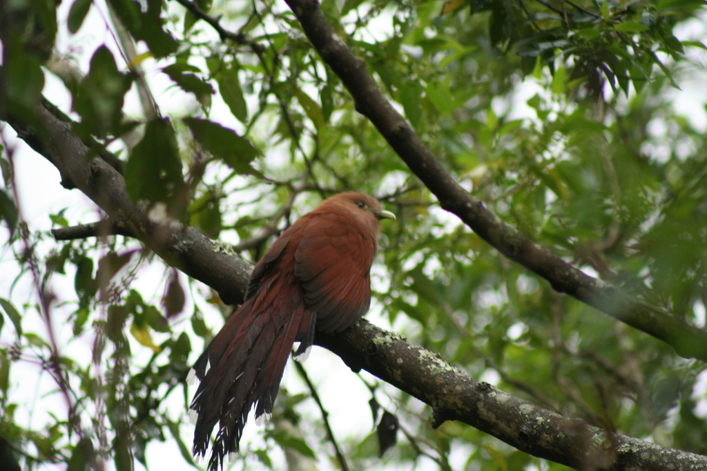 Cuclillo Canelo (Biodiversidad del Valle de Aburrá ) · iNaturalist