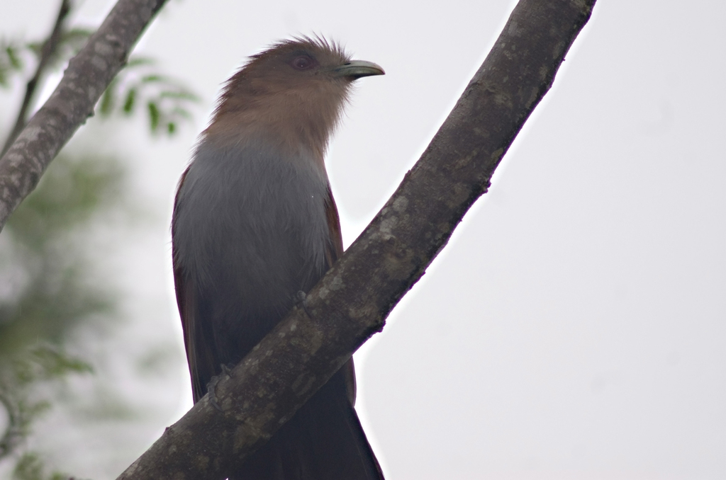 Cuclillo Canelo (Biodiversidad del Valle de Aburrá ) · iNaturalist