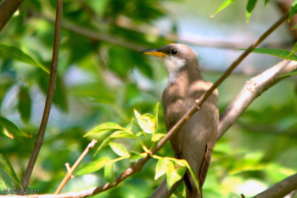 Cuclillo pico amarillo (Biodiversidad del Valle de Aburrá ) · iNaturalist