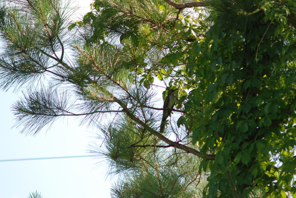 Cuclillo pico amarillo (Biodiversidad del Valle de Aburrá ) · iNaturalist