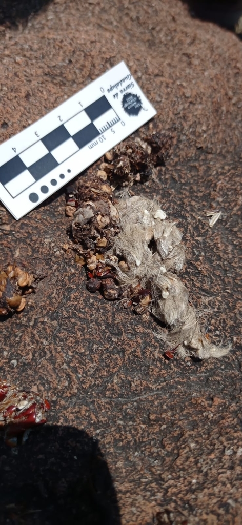 Gray Fox from Tultitlán, Méx., México on April 29, 2022 at 11:00 AM by ...