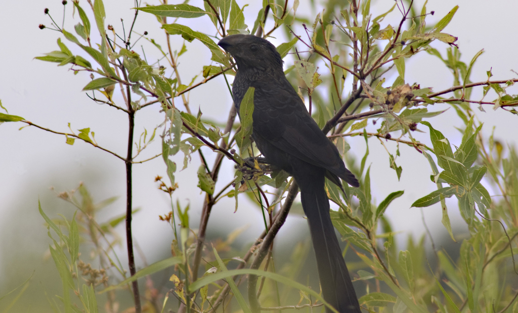 Garrapatero pico liso (Biodiversidad del Valle de Aburrá ) · iNaturalist