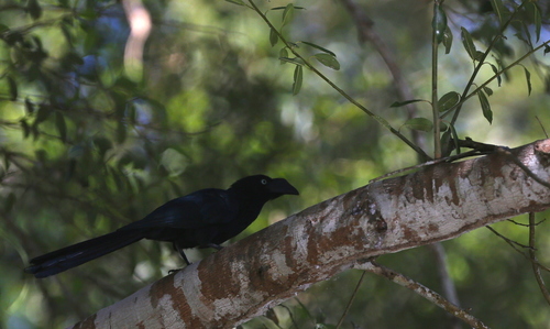 Garrapatero mayor (Biodiversidad del Valle de Aburrá ) · iNaturalist