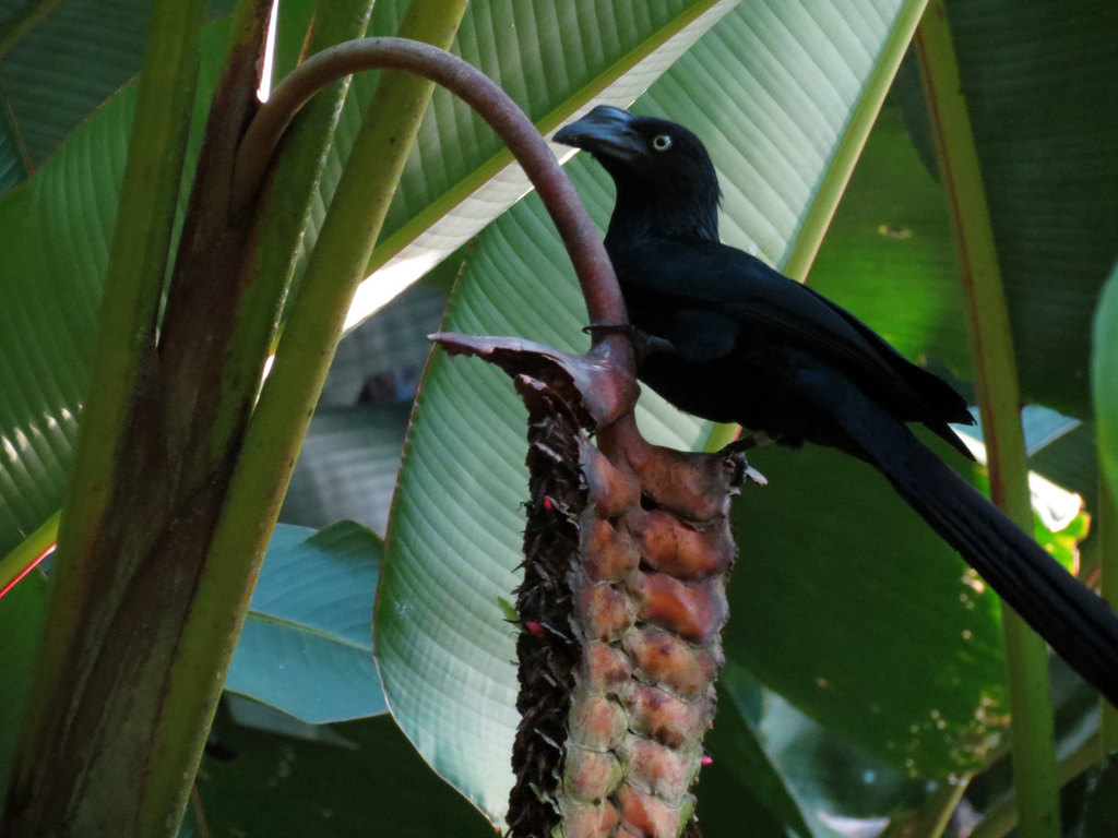 Garrapatero mayor (Biodiversidad del Valle de Aburrá ) · iNaturalist