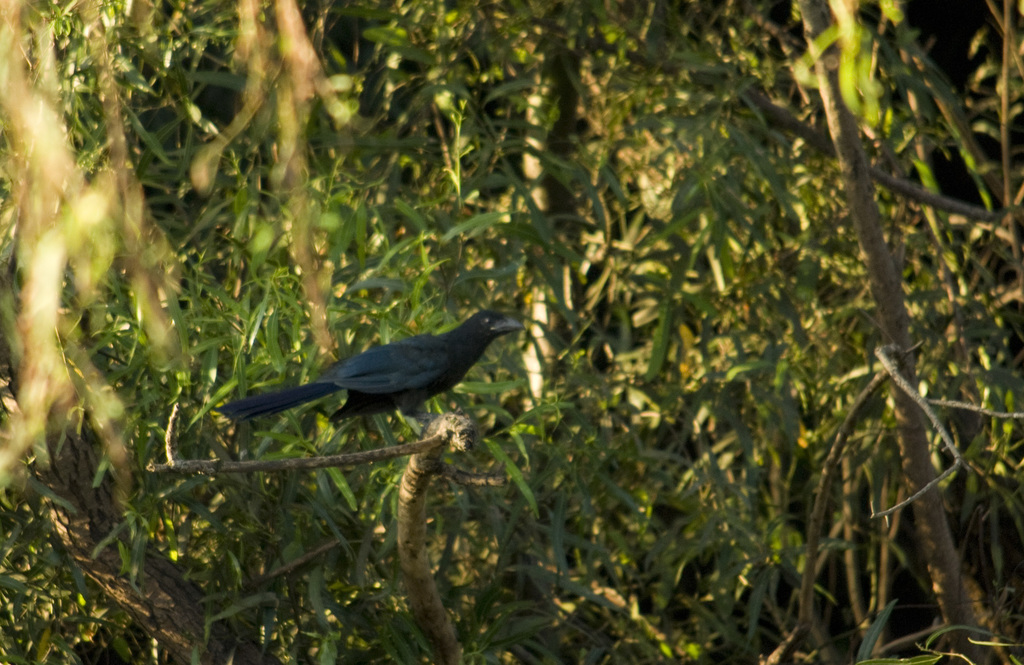 Garrapatero mayor (Biodiversidad del Valle de Aburrá ) · iNaturalist