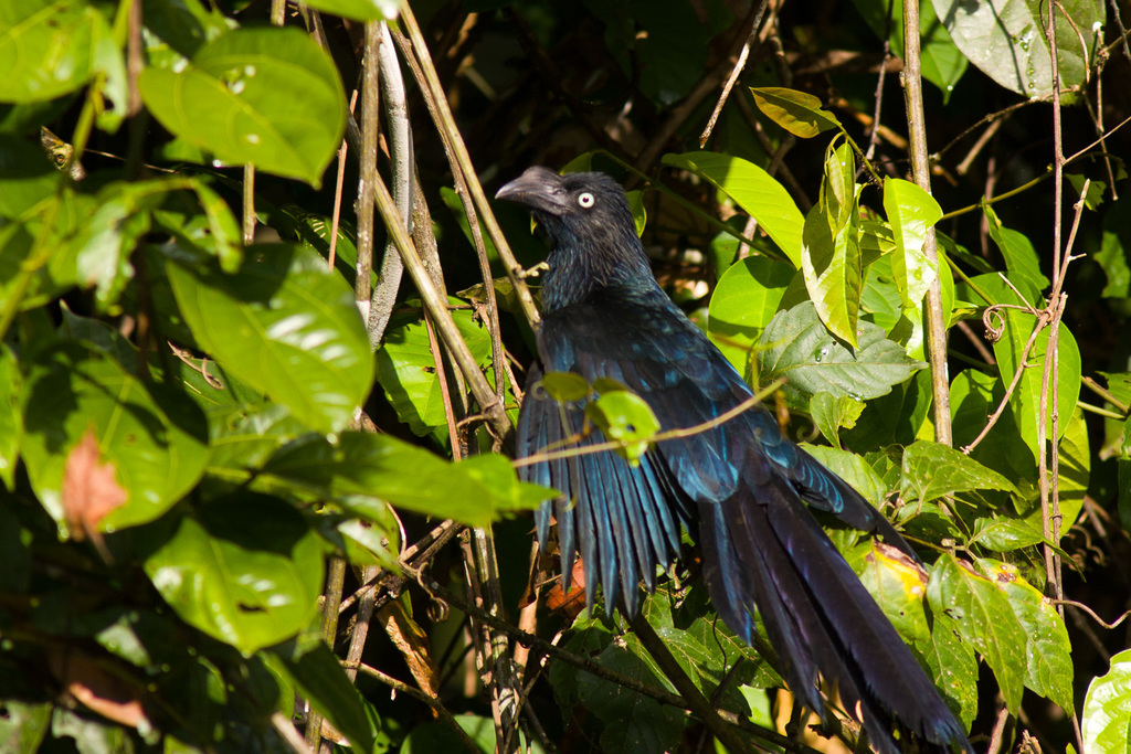 Garrapatero mayor (Biodiversidad del Valle de Aburrá ) · iNaturalist