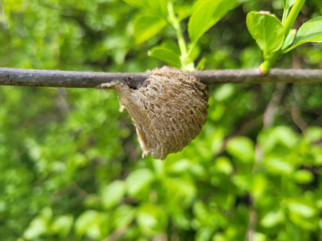 Chinese Mantis from Washington County, MD, USA on April 30, 2022 at 01: ...