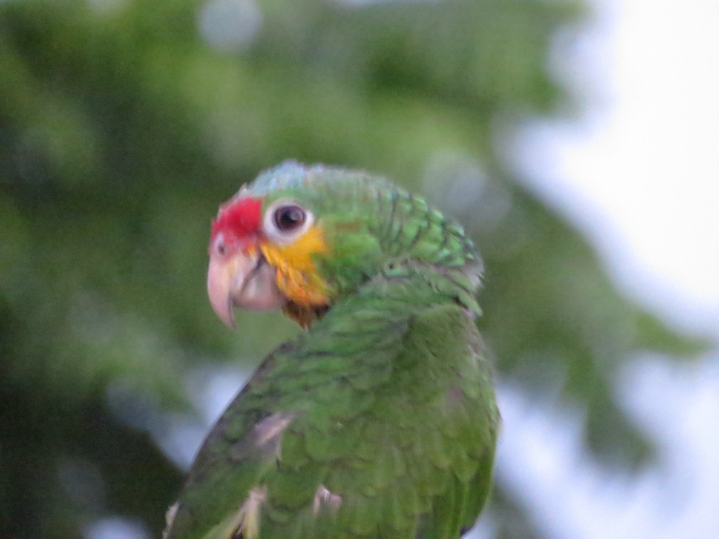 Loro Cachetes Amarillos (Biodiversidad del Valle de Aburrá ) · iNaturalist
