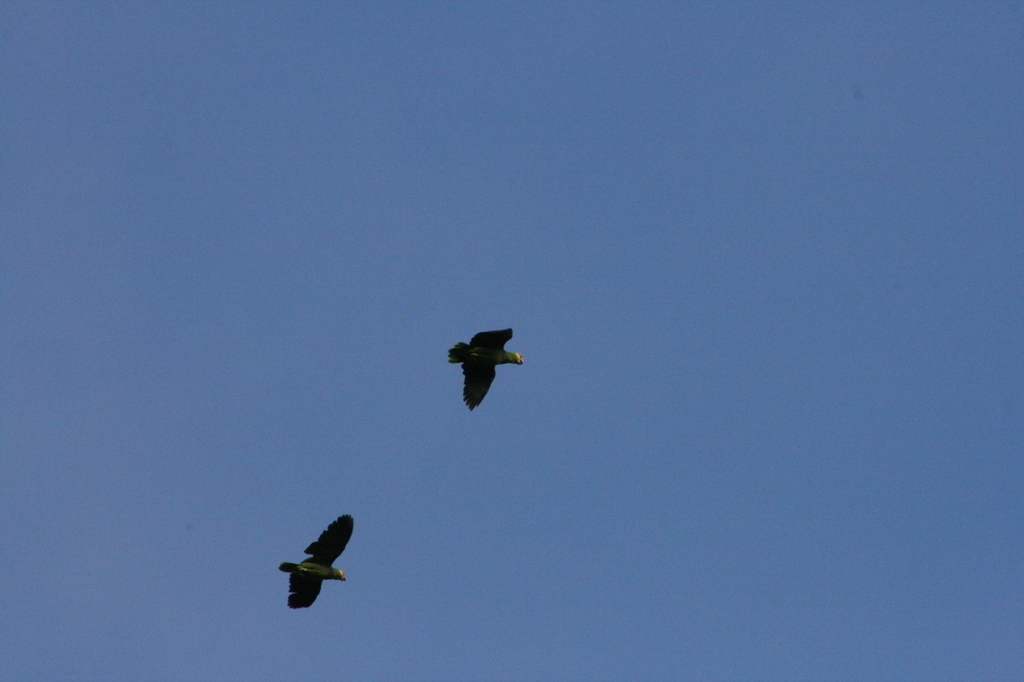 Loro Cachetes Amarillos (Biodiversidad del Valle de Aburrá ) · iNaturalist