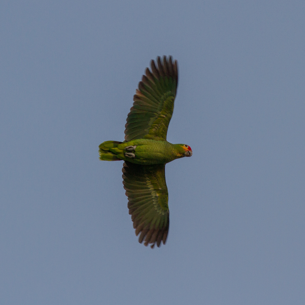 Loro Cachetes Amarillos (Biodiversidad del Valle de Aburrá ) · iNaturalist