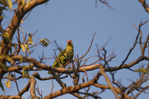 Loro Cachetes Amarillos (Biodiversidad del Valle de Aburrá ) · iNaturalist