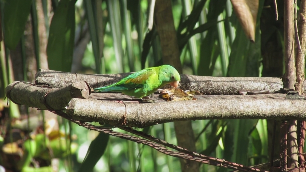 Periquito Alas Amarillas (Biodiversidad del Valle de Aburrá ) · iNaturalist