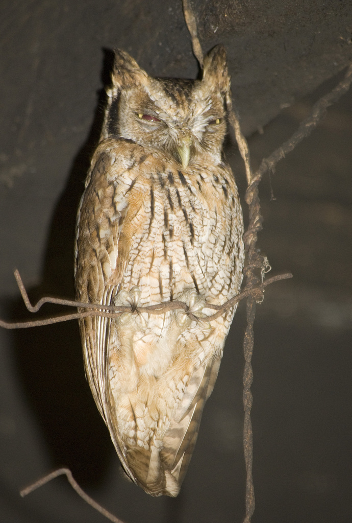 Autillo común (Biodiversidad del Valle de Aburrá ) · iNaturalist