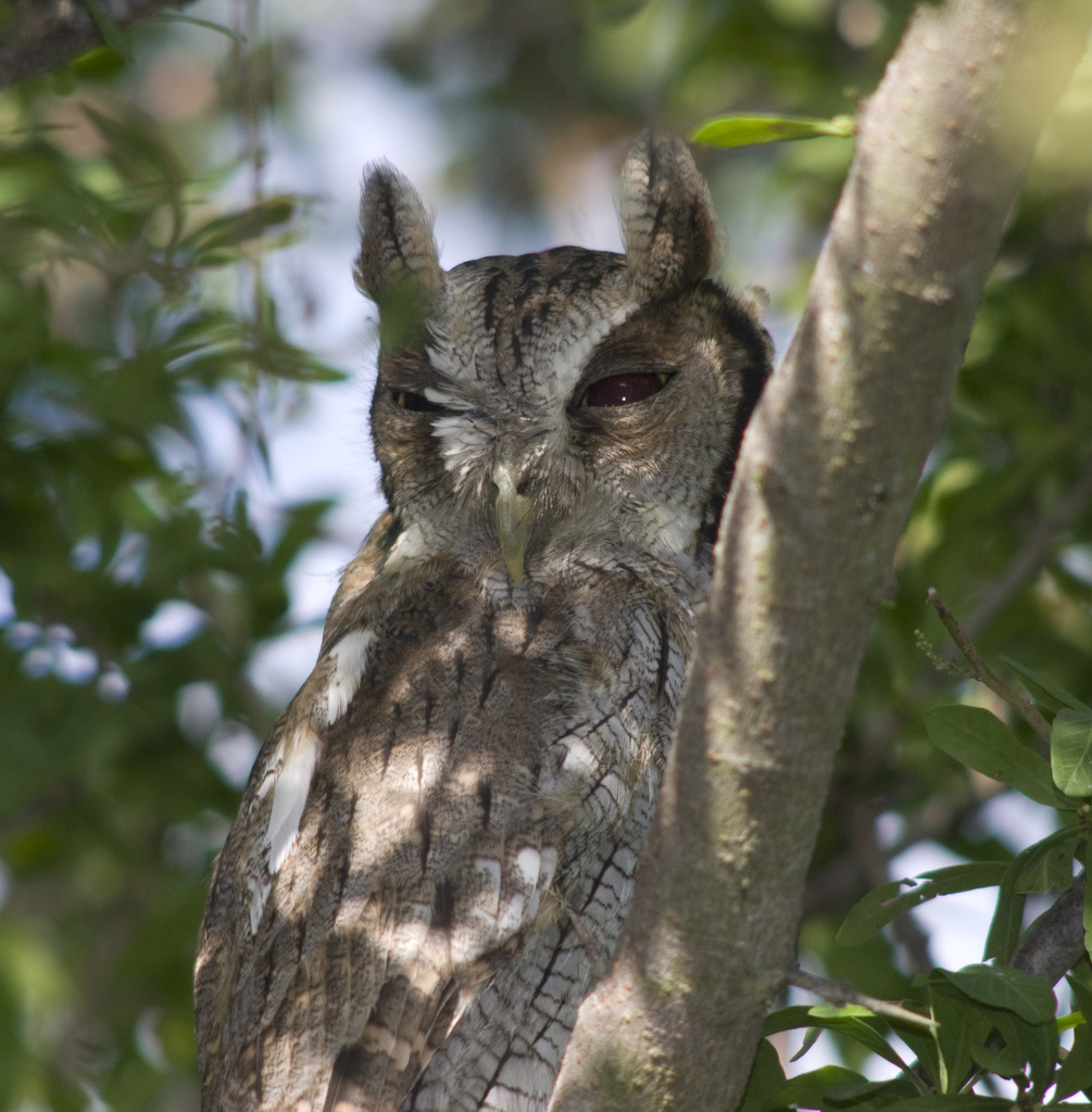 Autillo común (Biodiversidad del Valle de Aburrá ) · iNaturalist