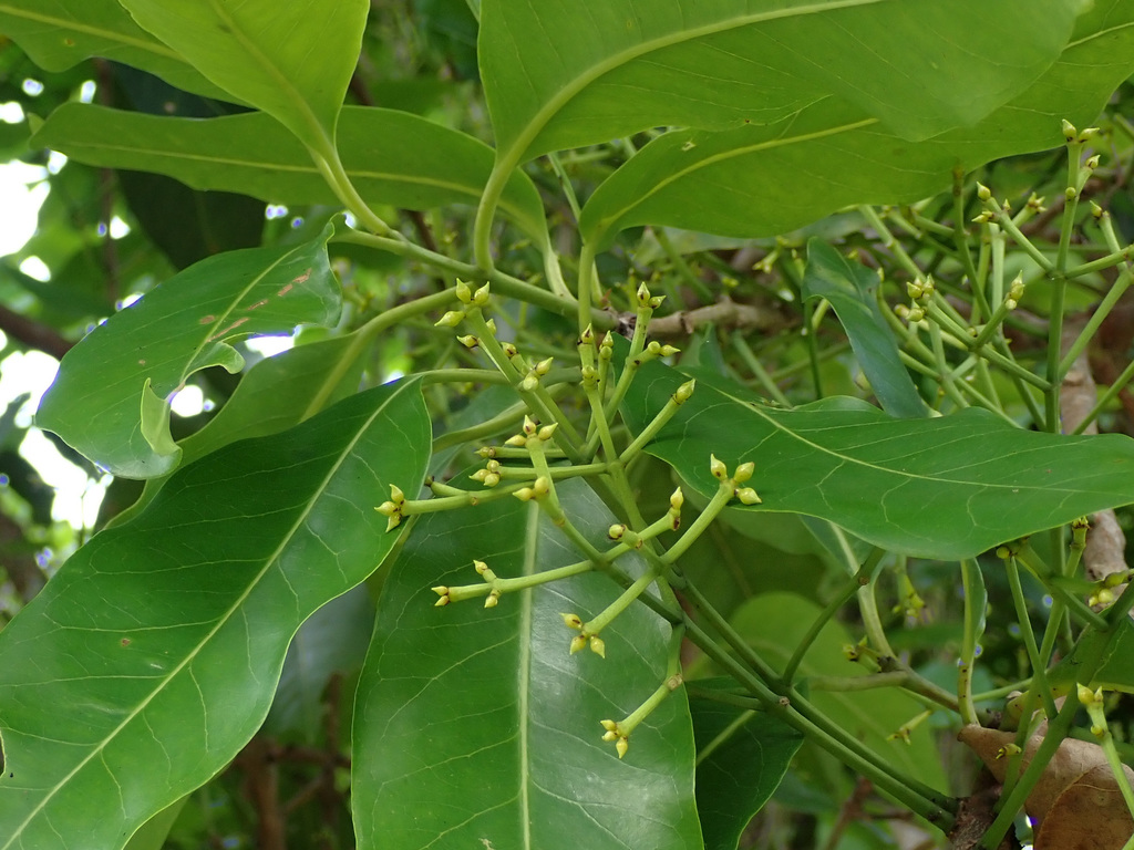 Lidded Cleistocalyx (Syzygium nervosum) - Botanical Realm