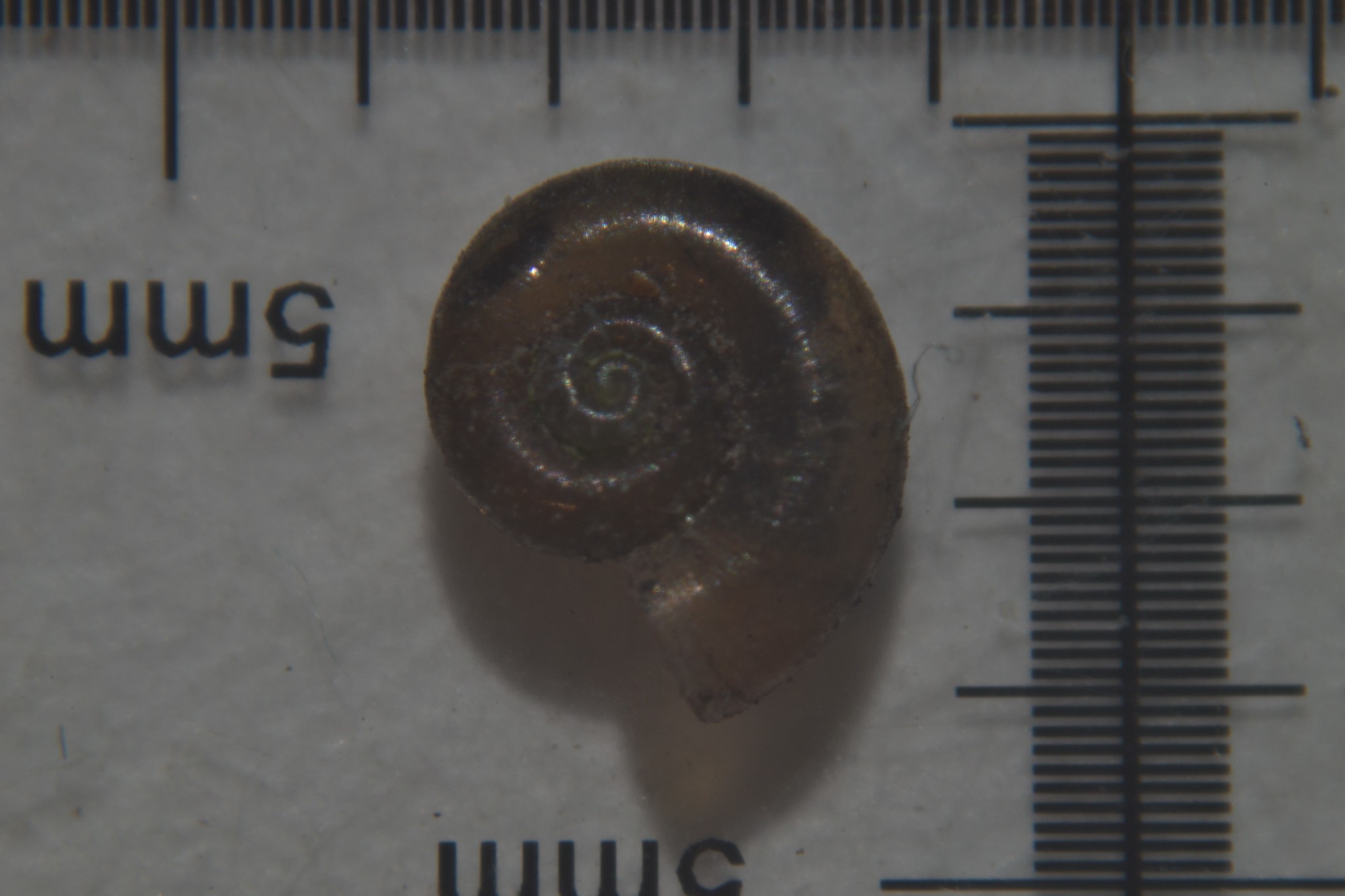 Valvata cristata O.F.Müller, 1774