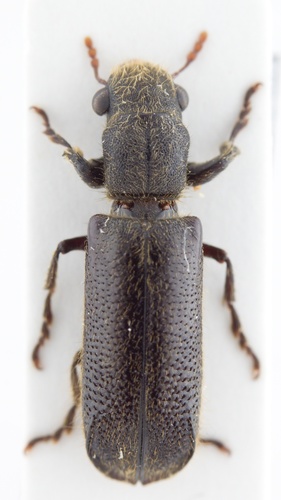 Melalgus femoralis · iNaturalist