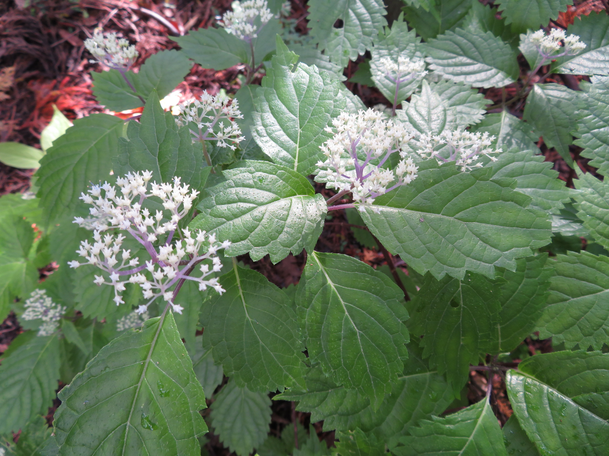 Hydrangea hirta (Thunb.) Siebold
