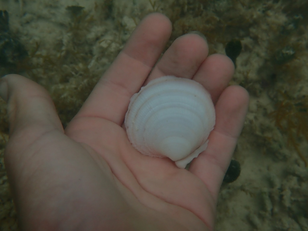 Tiger Lucine from Monroe County, FL, USA on April 29, 2022 at 03:06 PM ...