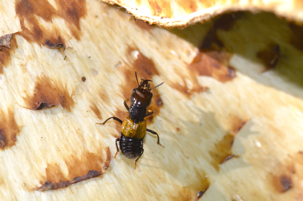 Oxyporus rufipennis (Beetles of Chicago Wilderness) · BioDiversity4All