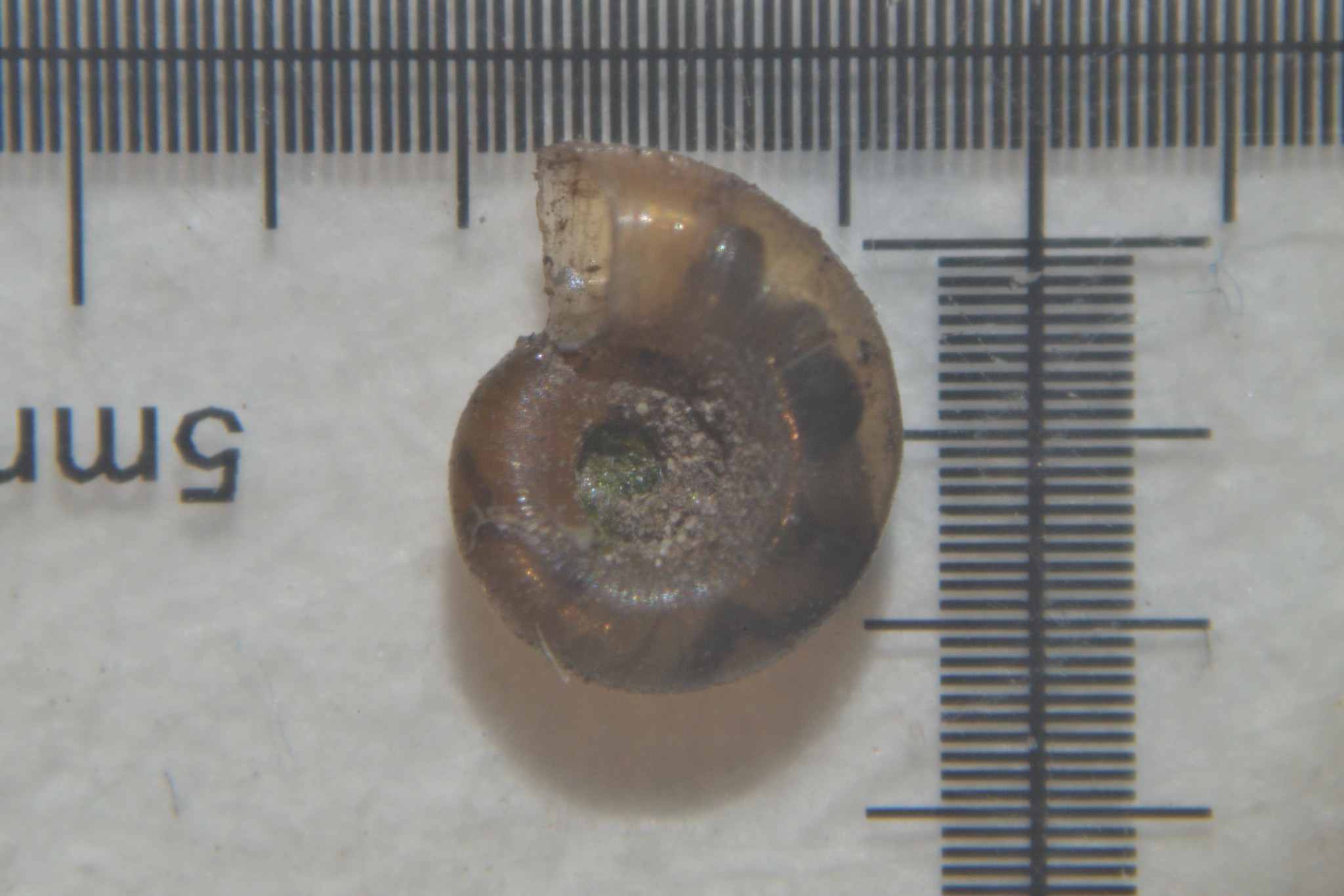 Valvata cristata O.F.Müller, 1774