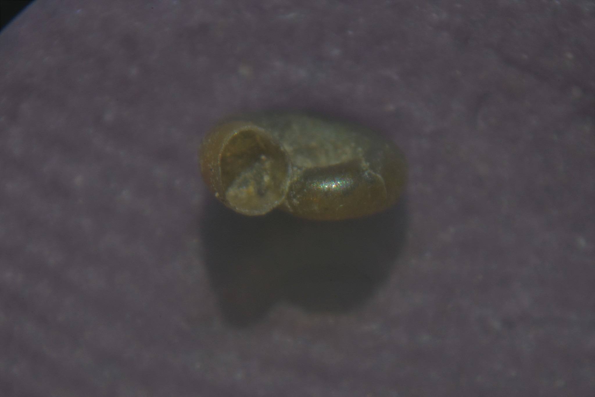 Valvata cristata O.F.Müller, 1774