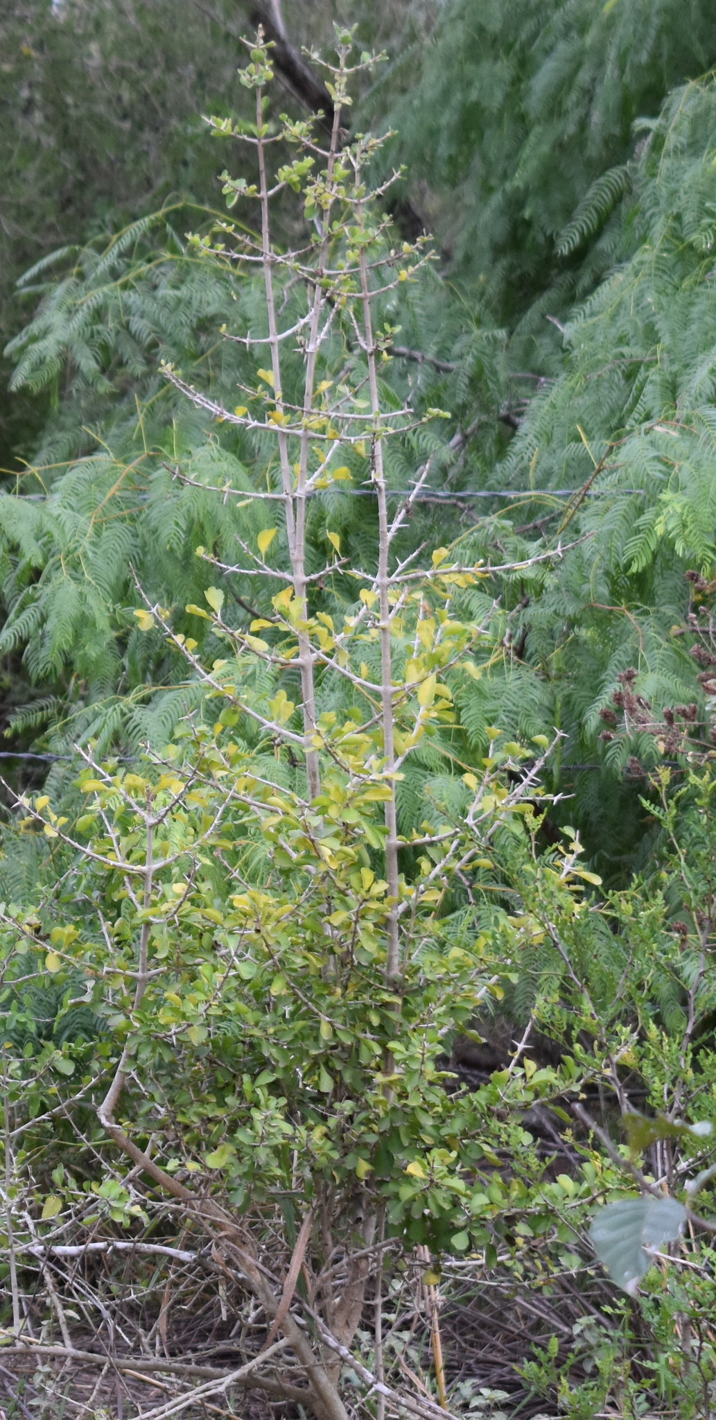 Randia obcordata S.Watson
