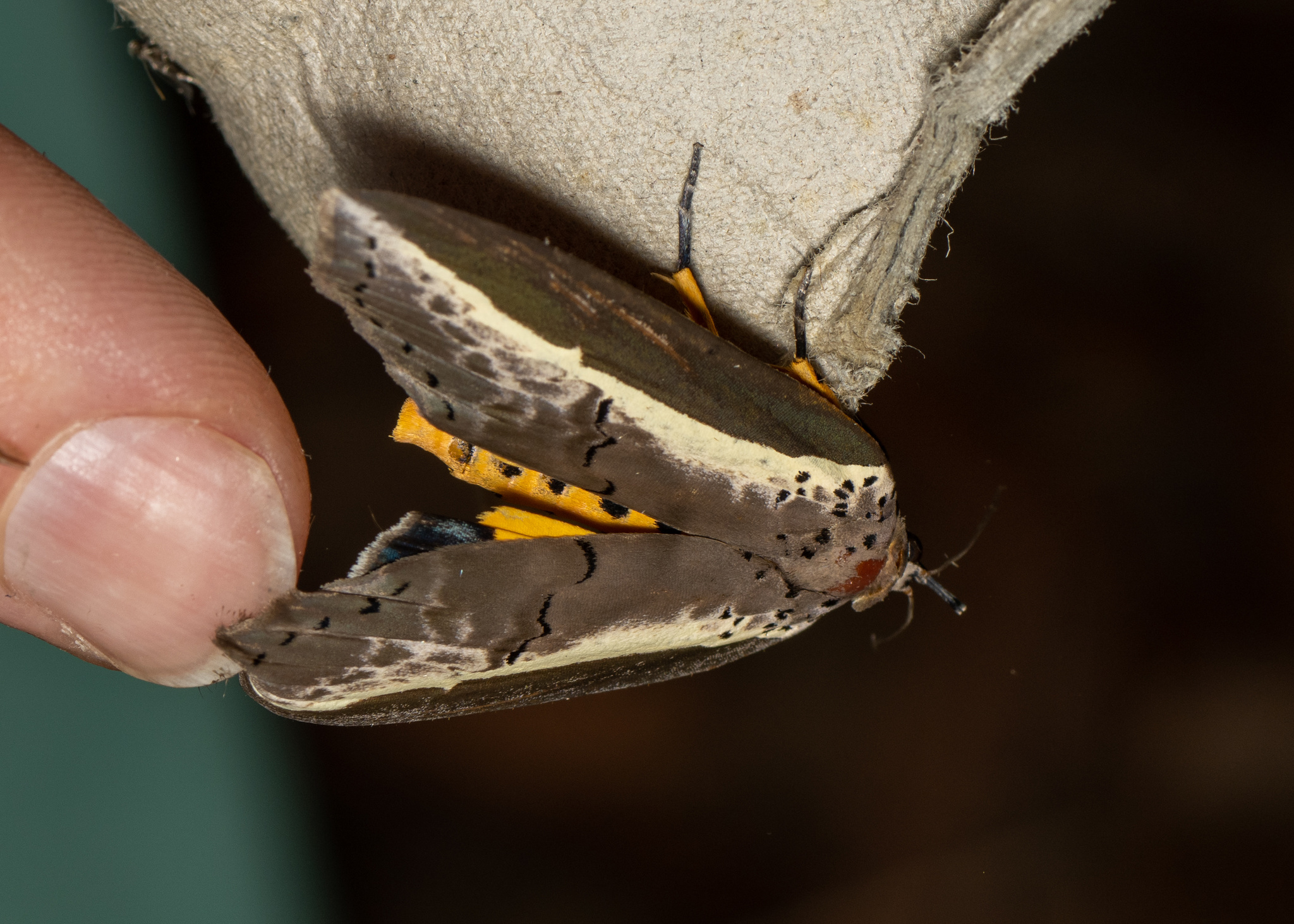 Eligma narcissus (Cramer, 1775)