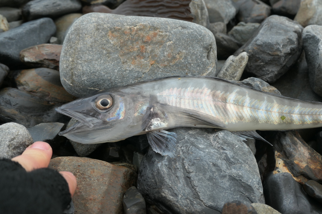 Mackerel icefish from South Georgia and the South Sandwich Islands on ...
