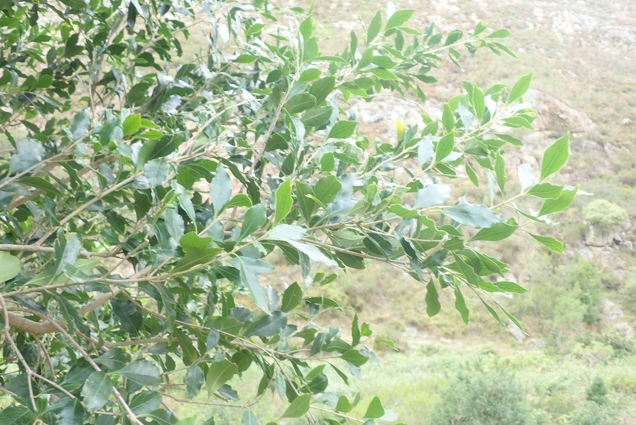 Olinia ventosa (L.) Cufod.