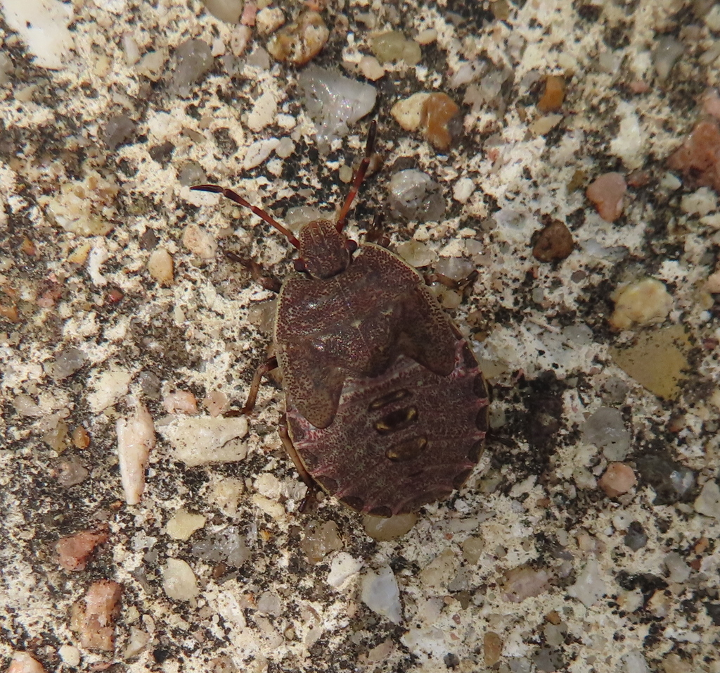 Elf Shoe Stink Bug from Georgetown, TX, USA on May 3, 2022 at 10:06 AM ...